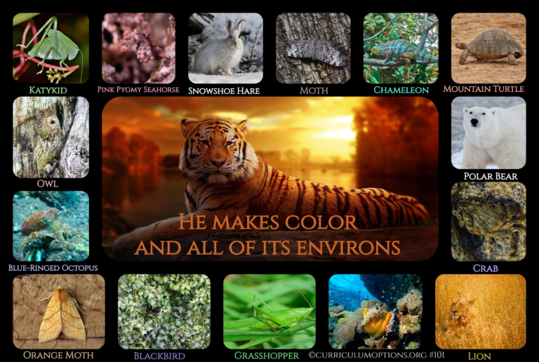 Camouflage and Mimicry Poster – Curriculumoptions.org